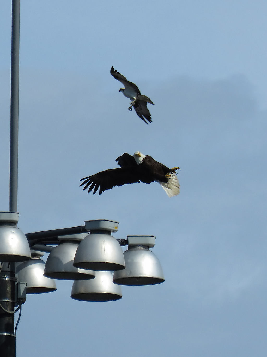 West Seattle Blog… | West Seattle birds: Eagles vs. ospreys