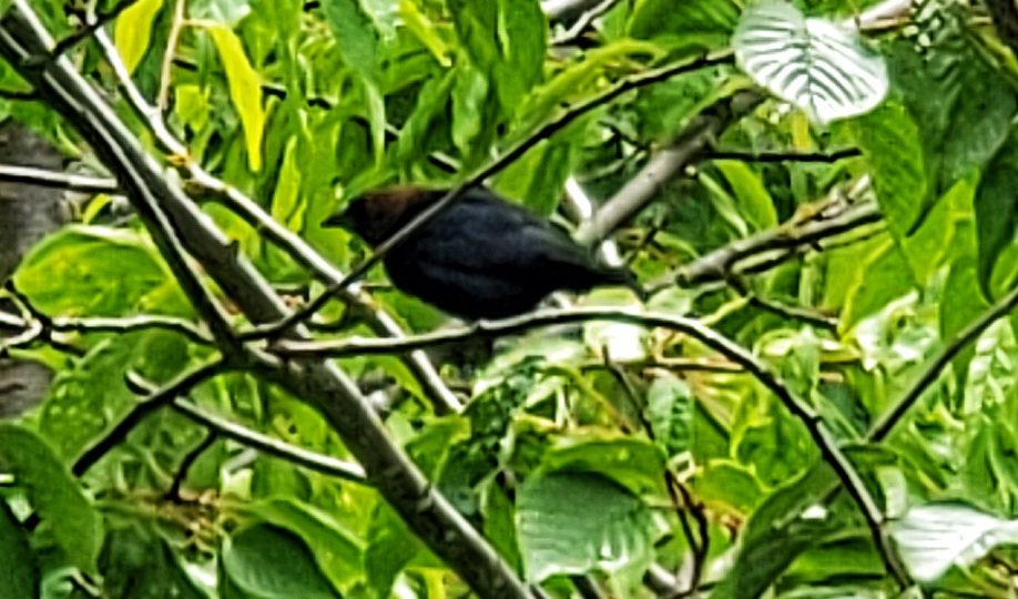 West Seattle Blog… | WEST SEATTLE BIRDS: 7 feathered friends