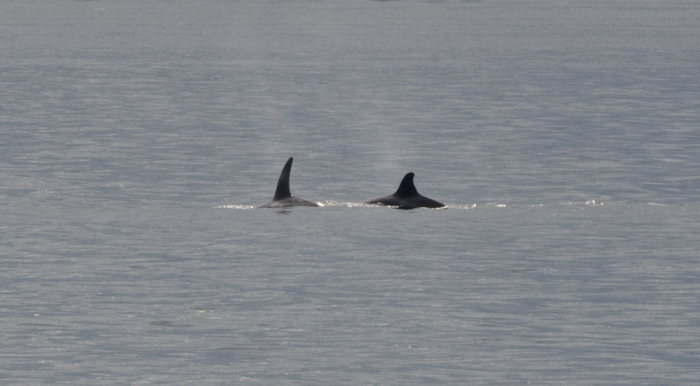 West Seattle Blog… | PHOTOS: Orcas off West Seattle