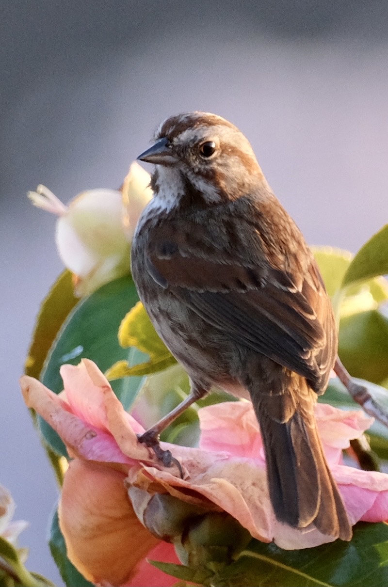 West Seattle Blog… | WEST SEATTLE BIRDS: Photos, and warnings