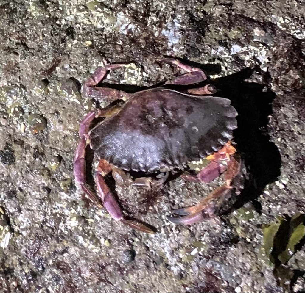 West Seattle Blog… | WEST SEATTLE WILDLIFE: Seen during Friday night’s ...
