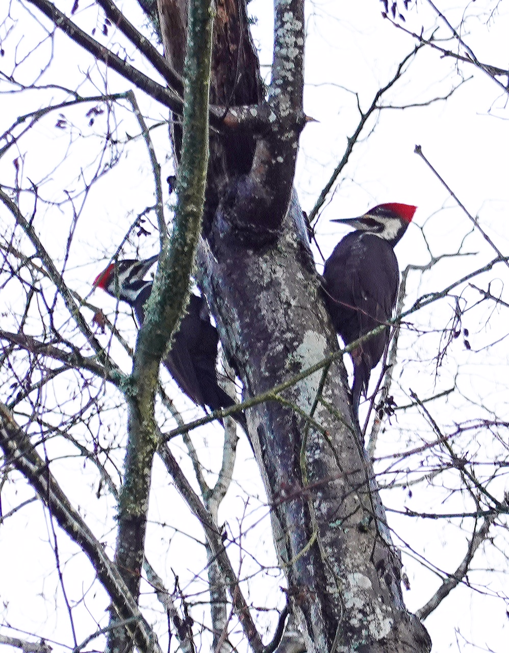 West Seattle Blog… | WEST SEATTLE BIRDS: 10 photos and a request