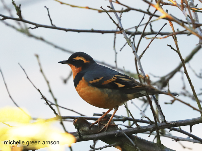 West Seattle Blog… | WEST SEATTLE BIRDS: 8 more views of our winged ...