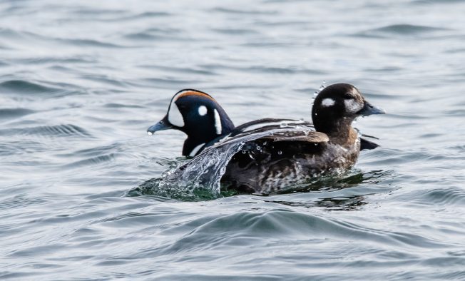 West Seattle Blog… | WEST SEATTLE BIRDS: One dozen new views of our ...