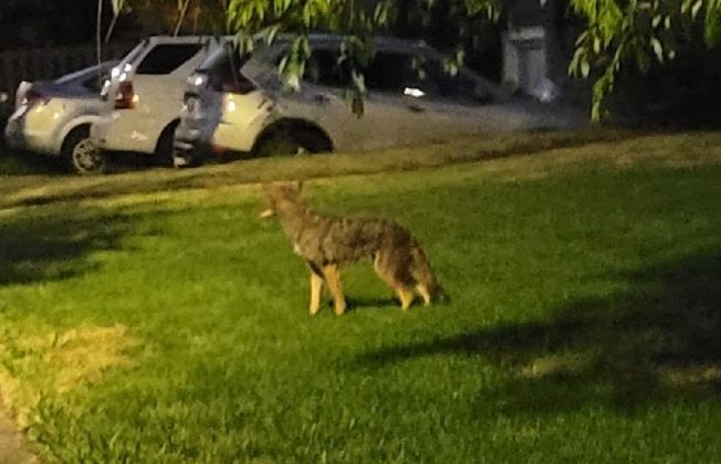West Seattle Blog… | Coyotes