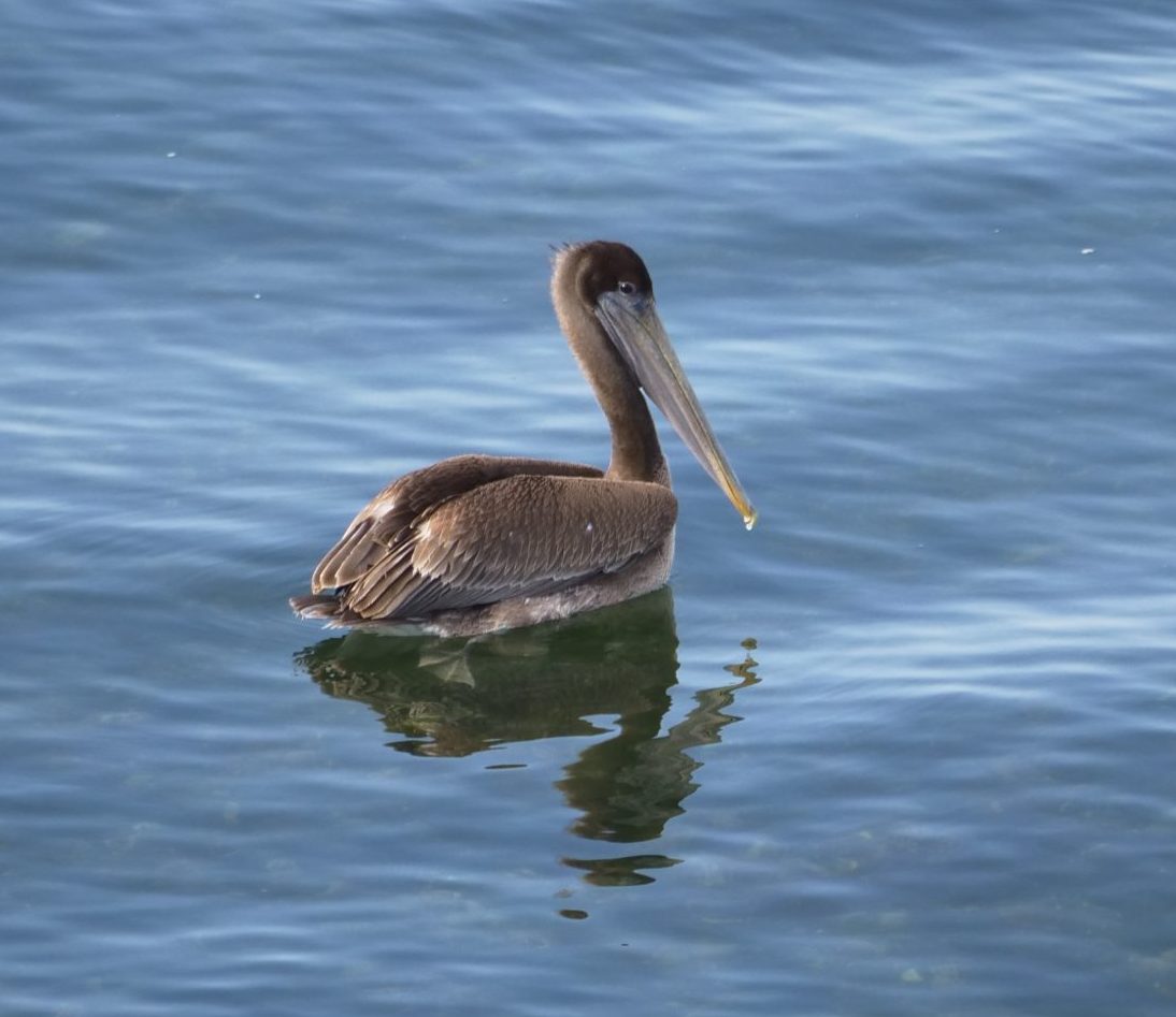 West Seattle Blog… | SEEN OFF WEST SEATTLE: Big bird