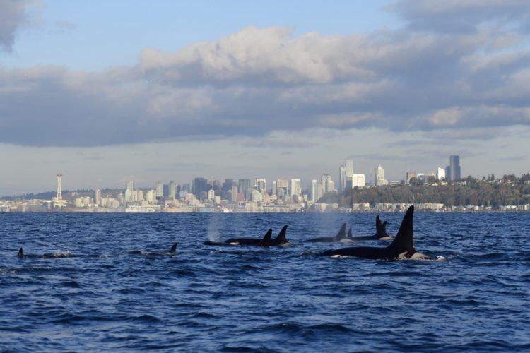 West Seattle Blog… | ORCAS: Dive deeper into Southern Residents’ status ...