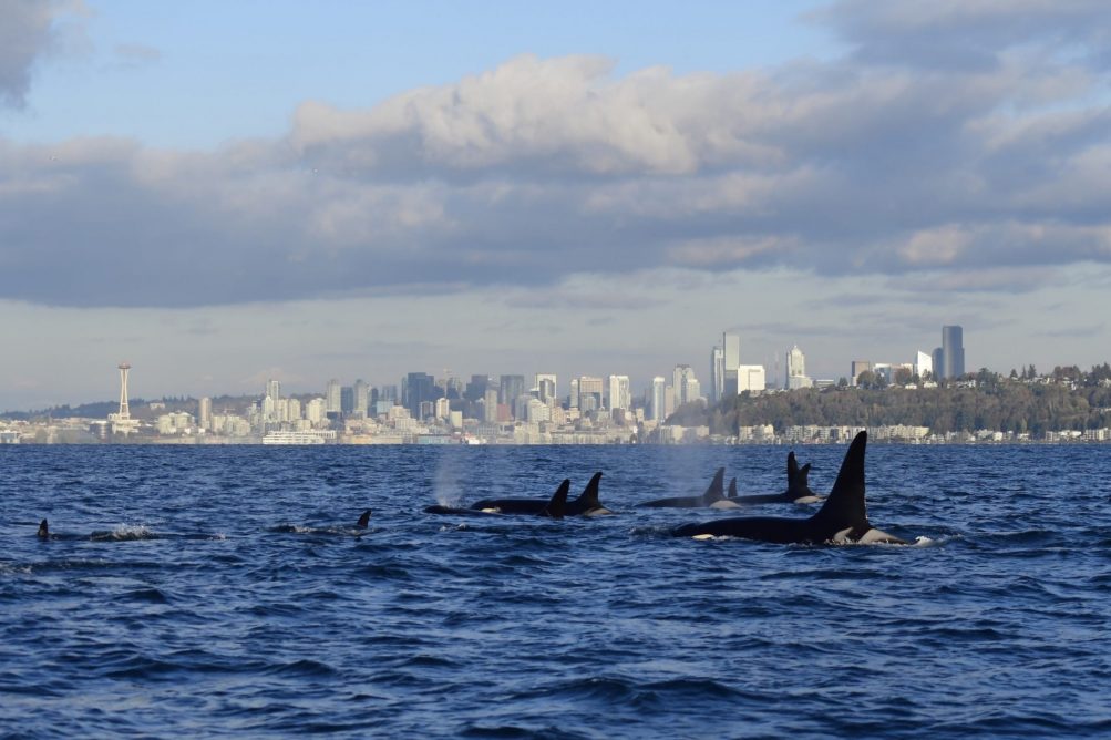 West Seattle Blog… | ORCAS: Dive deeper into Southern Residents’ status at The Whale Trail’s ...
