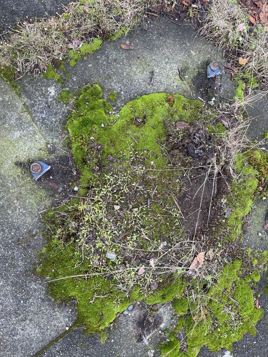 West Seattle Blog… | WEST SEATTLE CRIME WATCH: Admiral corner mailbox stolen, again