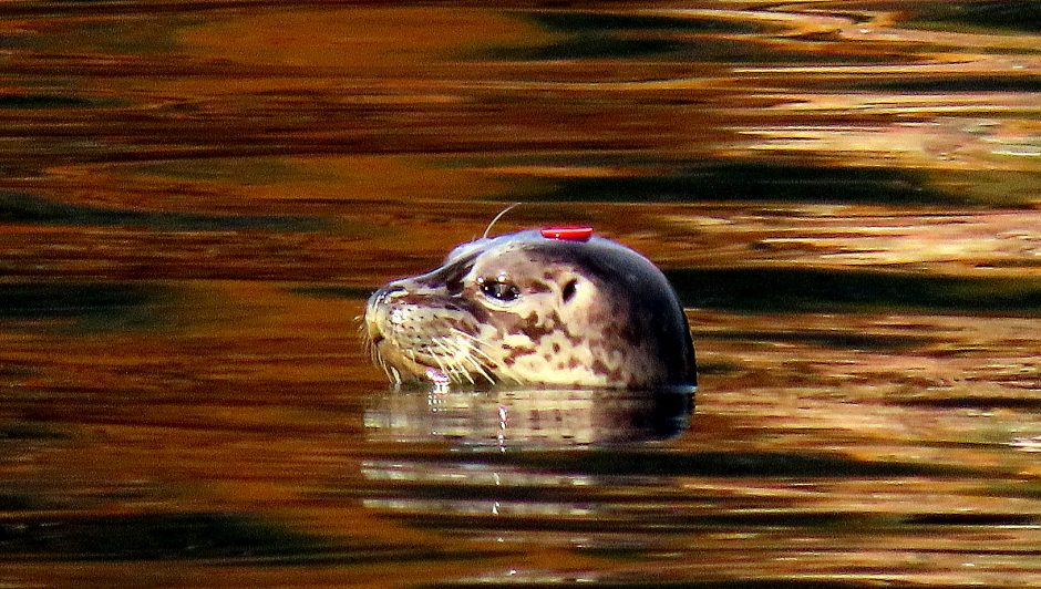 West Seattle Blog… | The seal with the red cap, and what to do if you ...