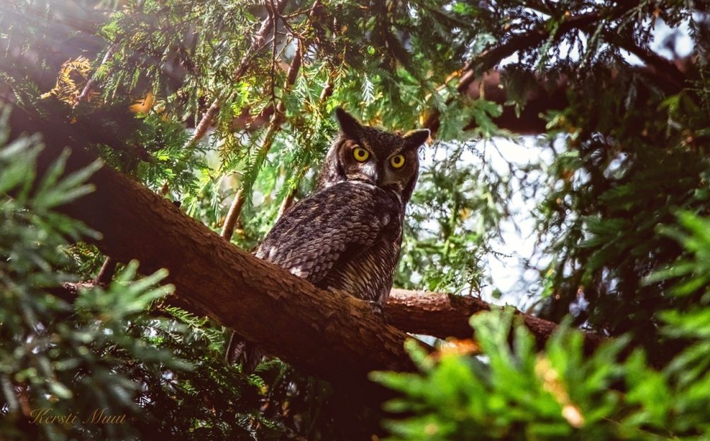 West Seattle Blog… | WEST SEATTLE BIRDS: Four for ‘Superb Owl Sunday’