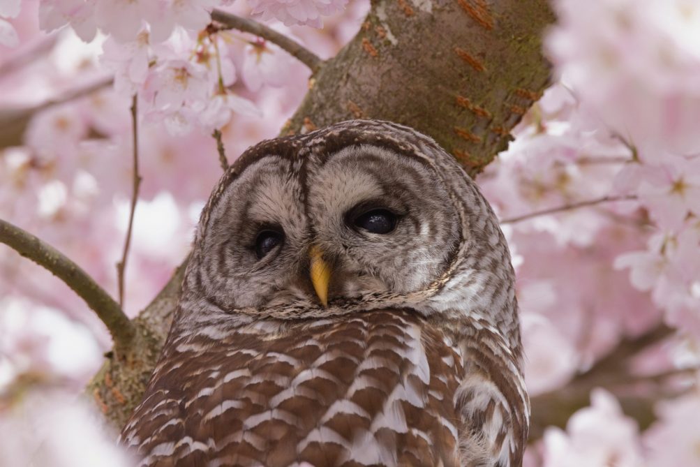 West Seattle Blog… | WEST SEATTLE BIRDS: Four for ‘Superb Owl Sunday’