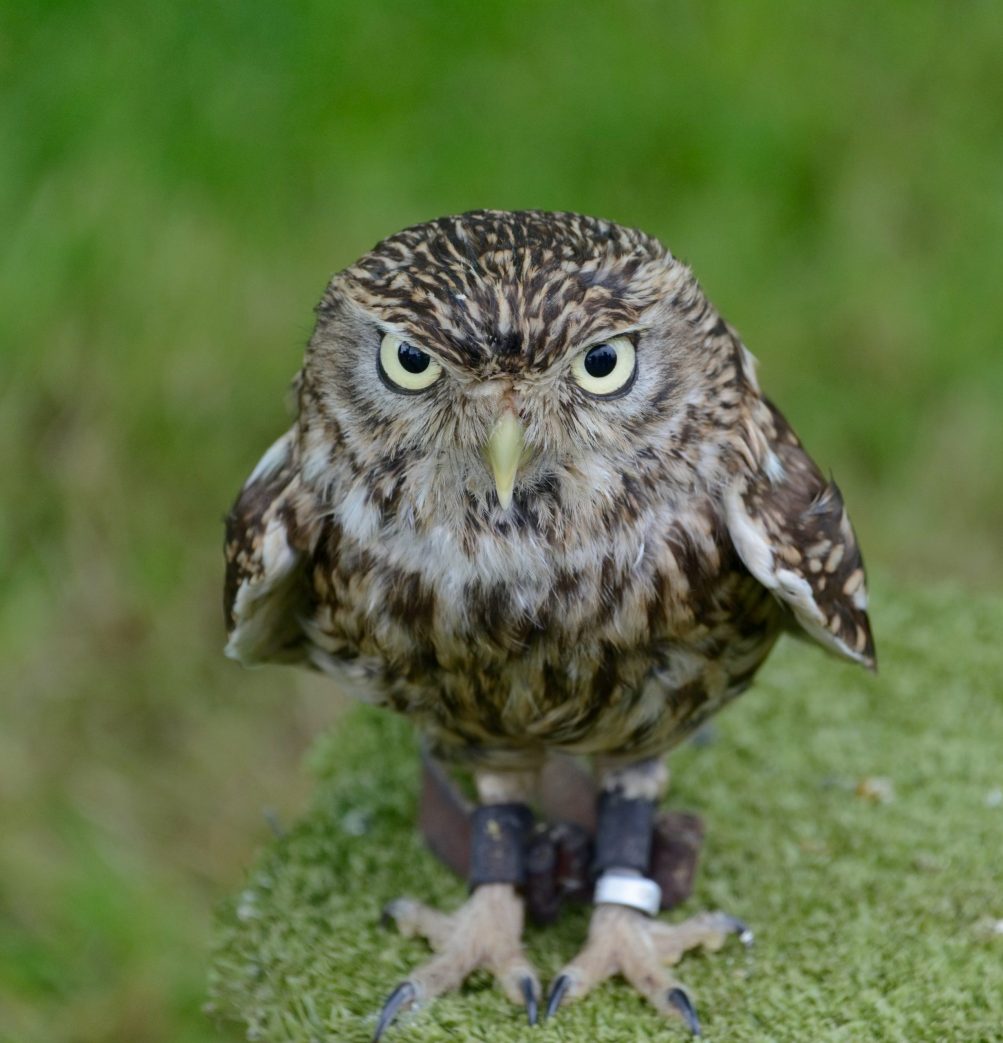 West Seattle Blog… | WEST SEATTLE BIRDS: Four for ‘Superb Owl Sunday’