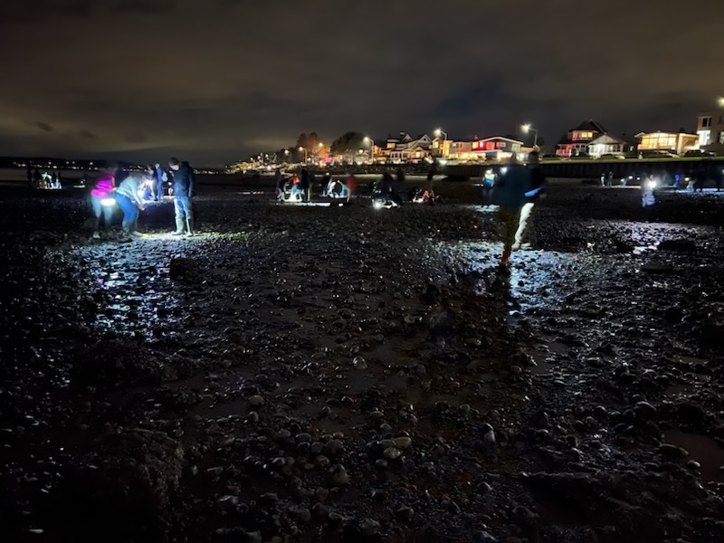 West Seattle Blog… | TONIGHT: Explore nighttime low-low tide in West ...