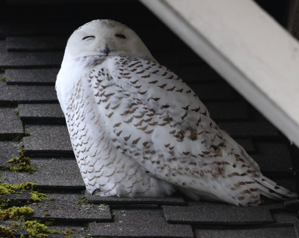 West Seattle Blog… | WEST SEATTLE BIRDS: Four for ‘Superb Owl Sunday’