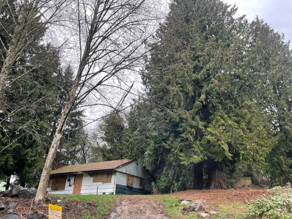 West Seattle Blog… | DEVELOPMENT: Tree advocates plan demonstration at ...