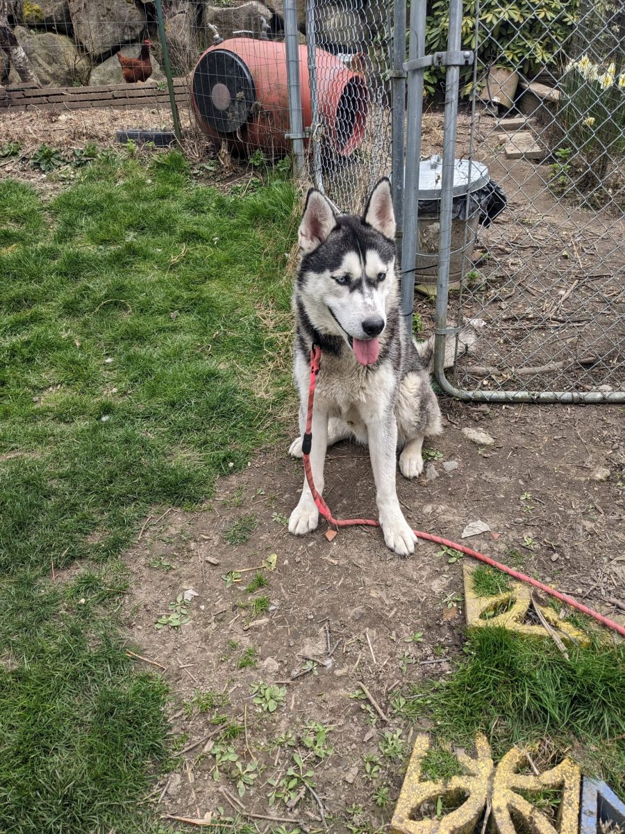 West Seattle Blog… | FOUND DOG: Husky on Puget Ridge – TAKEN TO SHELTER
