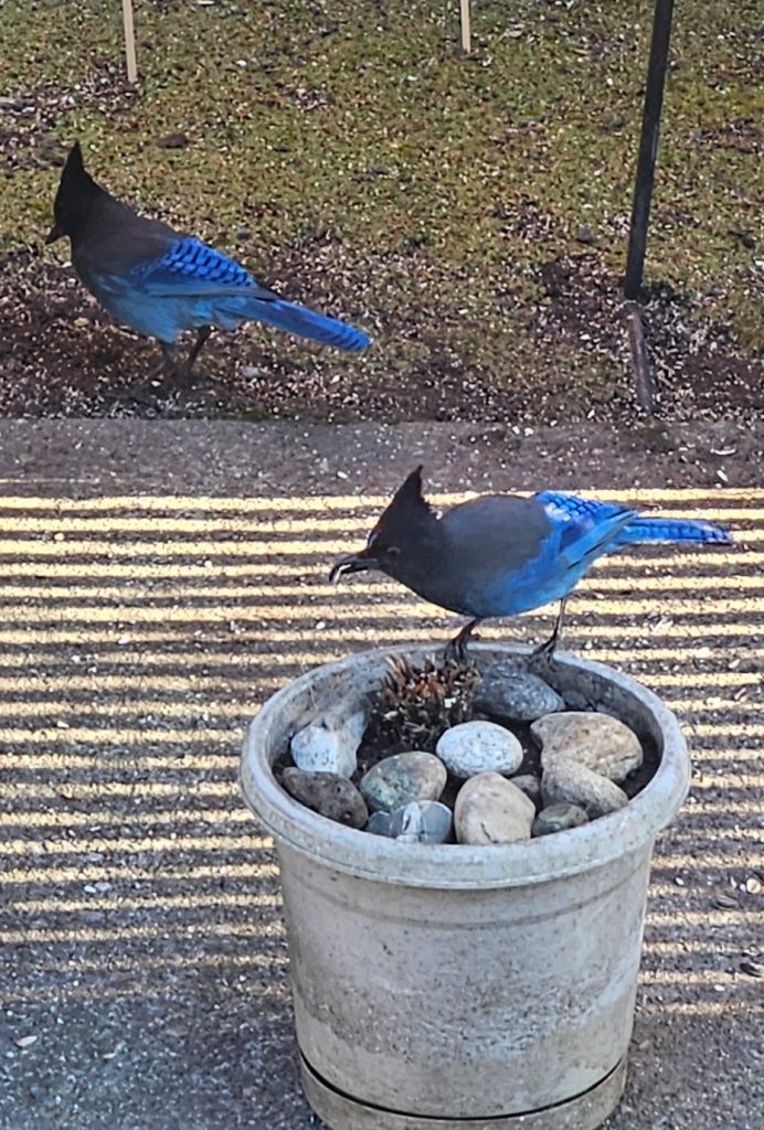 West Seattle Blog… | WEST SEATTLE BIRDS: 10 new views