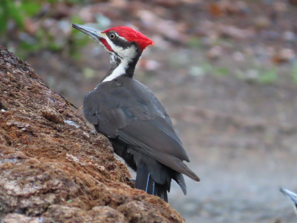 West Seattle Blog… | Here’s the list for your West Seattle Tuesday