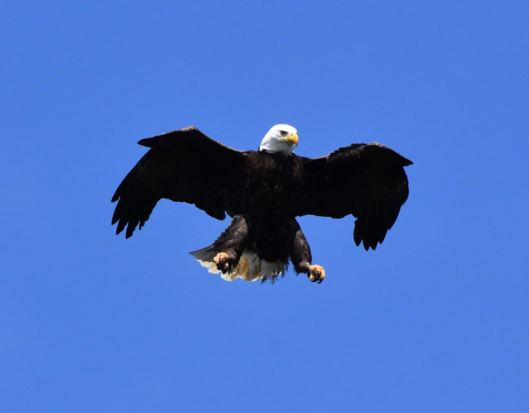 West Seattle Blog… | WEST SEATTLE BIRDS: 10 new views