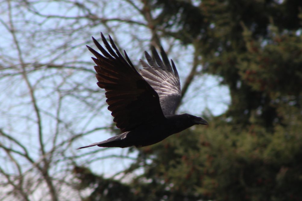 West Seattle Blog… | WEST SEATTLE BIRDS: 10 new views