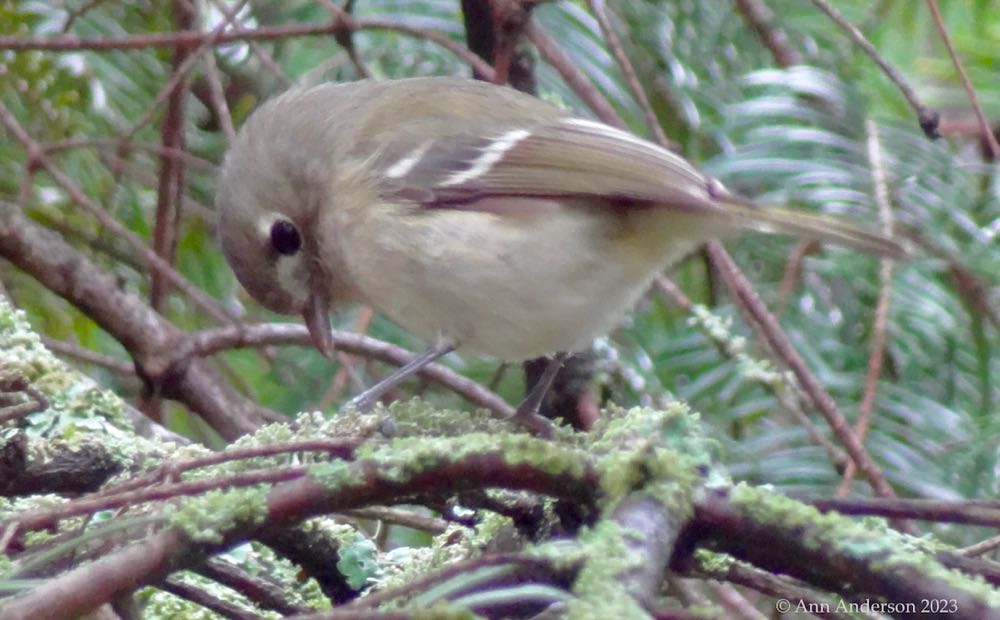 West Seattle Blog… | WEST SEATTLE BIRDS: 10 new views