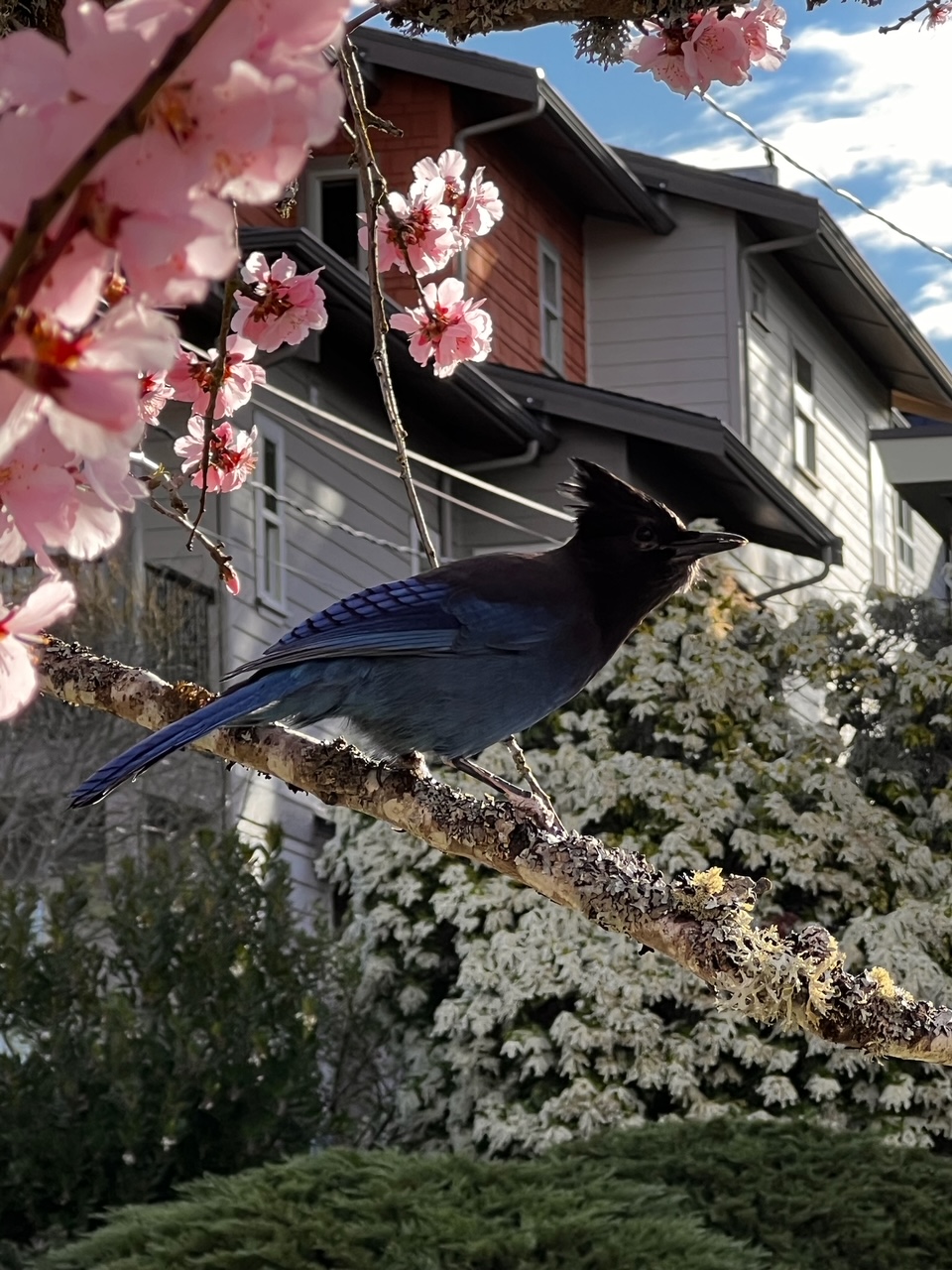 West Seattle Blog… | WEST SEATTLE BIRDS: 10 new views