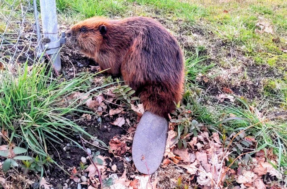 West Seattle Blog… | Why we should have ‘less anxiety’ about beavers ...