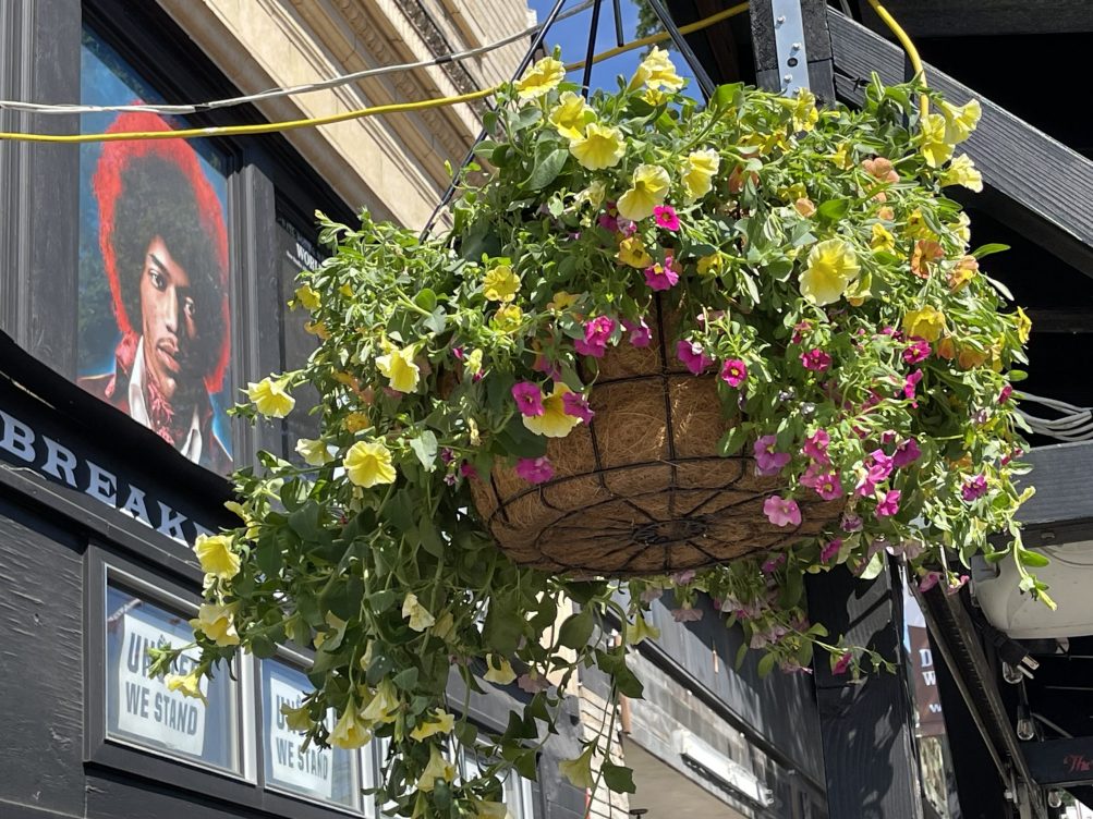 West Seattle Blog… | WEST SEATTLE SCENE: The Junction’s new flower ...