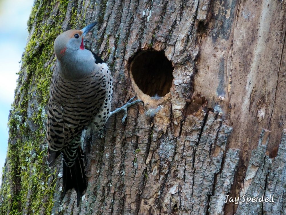 West Seattle Blog… | WEST SEATTLE BIRDS: 8 of our winged neighbors