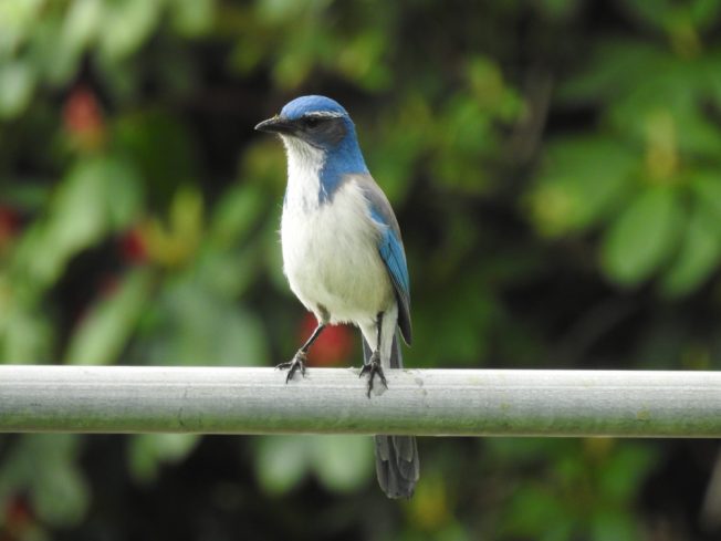 West Seattle Blog… | WEST SEATTLE BIRDS: 8 of our winged neighbors