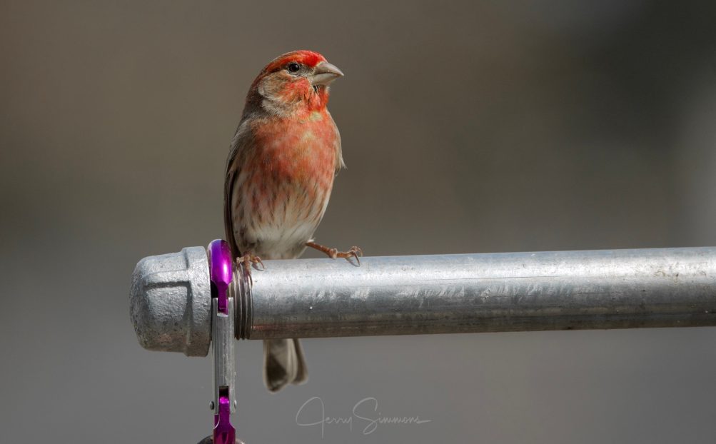 West Seattle Blog… | WEST SEATTLE BIRDS: 8 of our winged neighbors