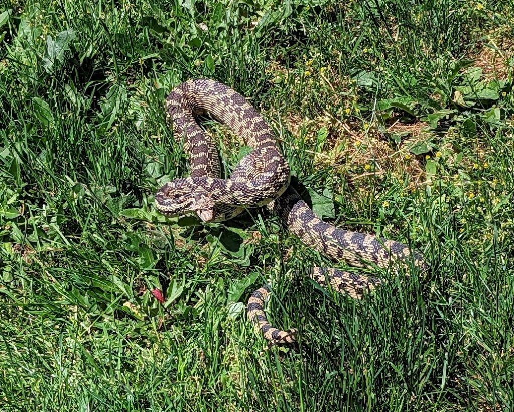 West Seattle Blog… | READER REPORT: Snake sighting