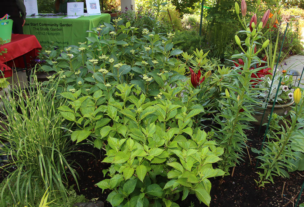 West Seattle Blog… | Gardening