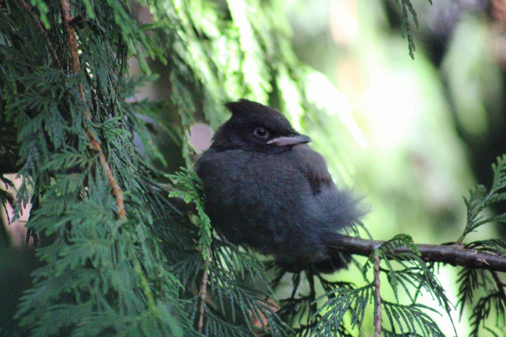 West Seattle Blog… | WEST SEATTLE BIRDS: Mystery sighting, fledglings, more