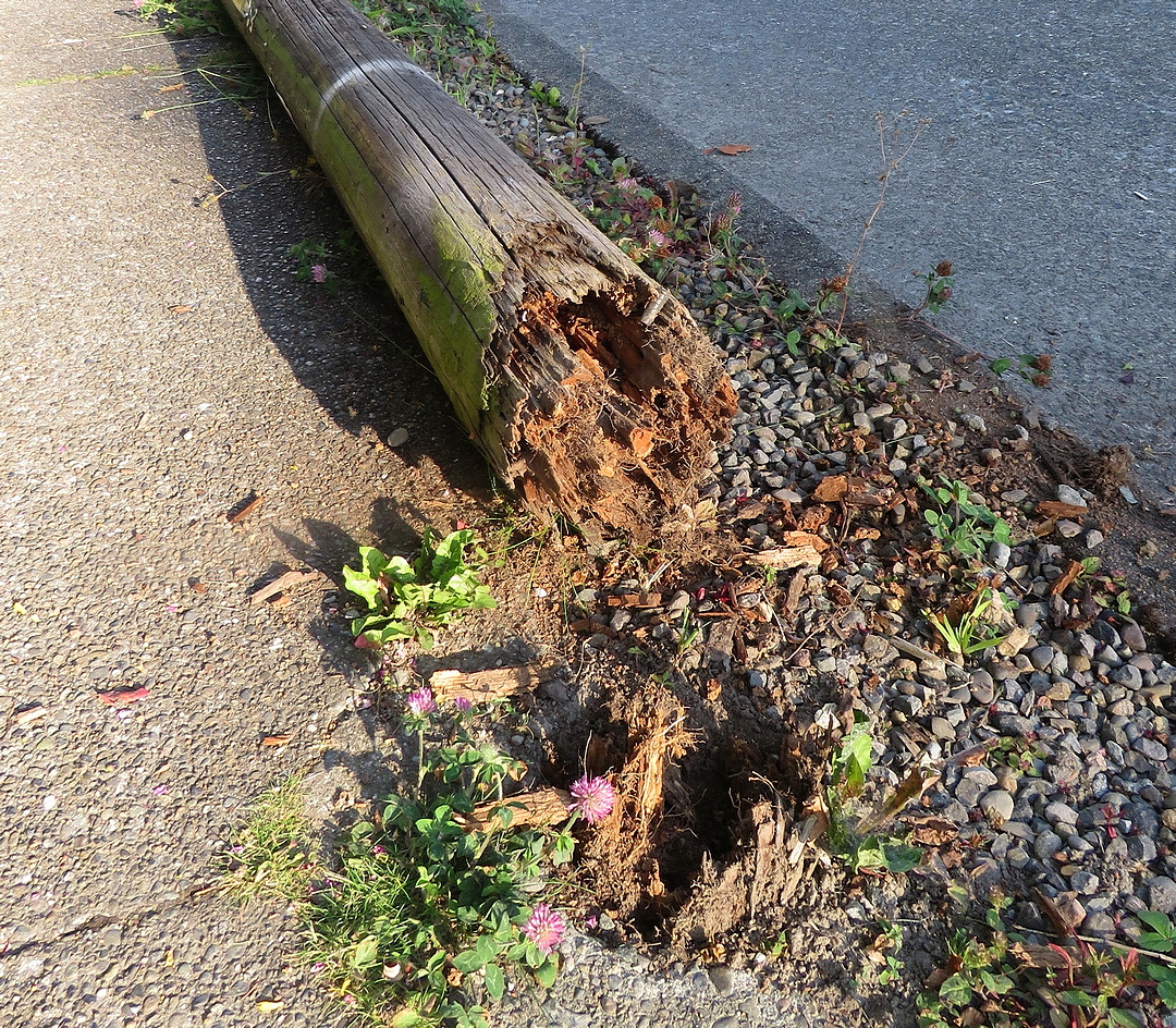 West Seattle Blog… | READER REPORT: Utility pole falls, blocks Highland ...