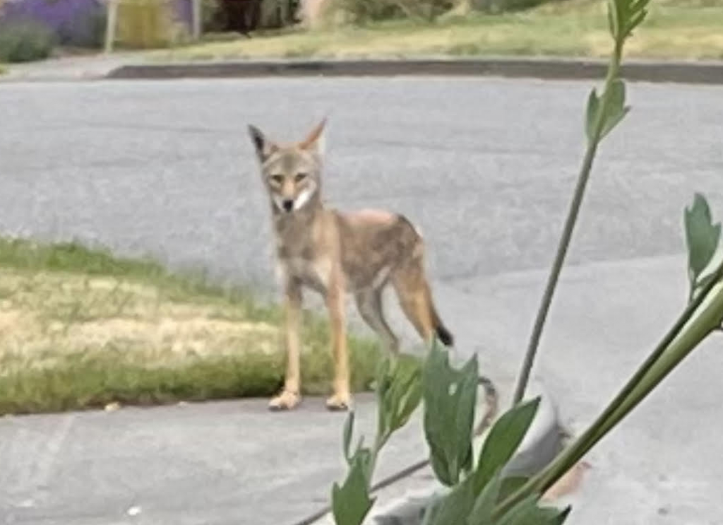 West Seattle Blog… | WEST SEATTLE WILDLIFE: Coyote sighting