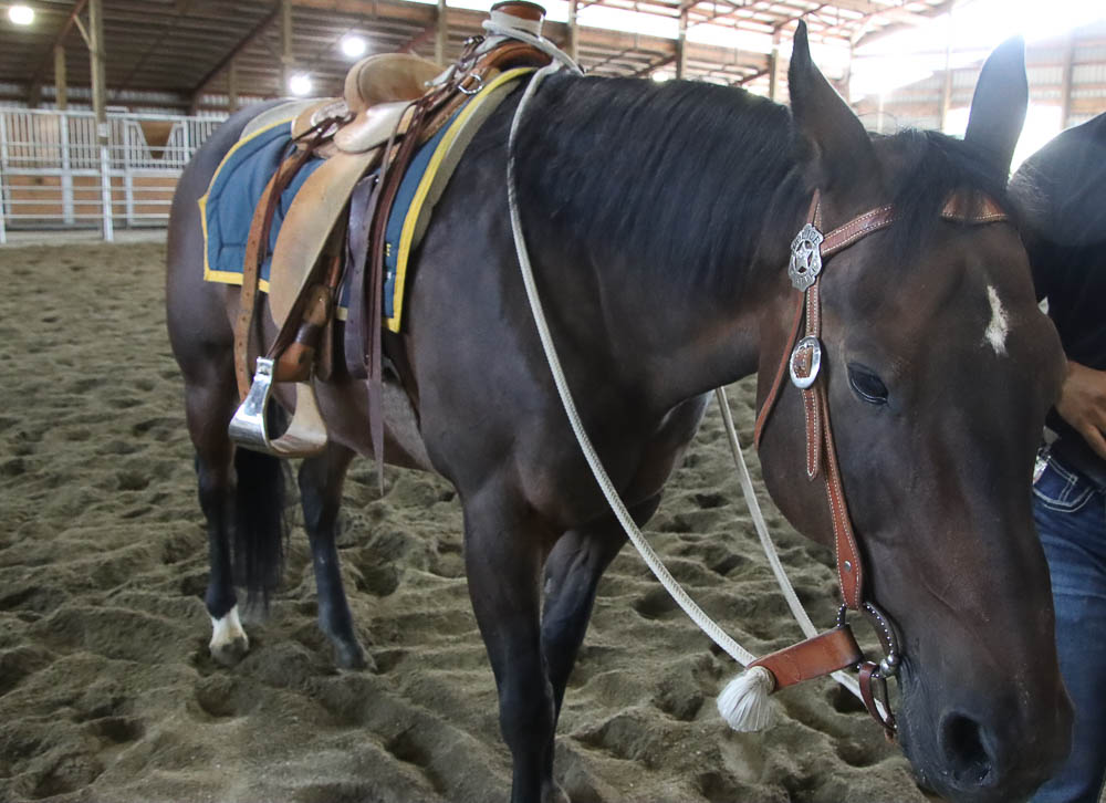 West Seattle Blog… | VIDEO: See inside SPD Mounted Patrol’s West ...