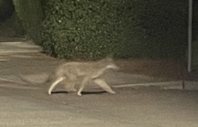 West Seattle Blog… | Coyotes