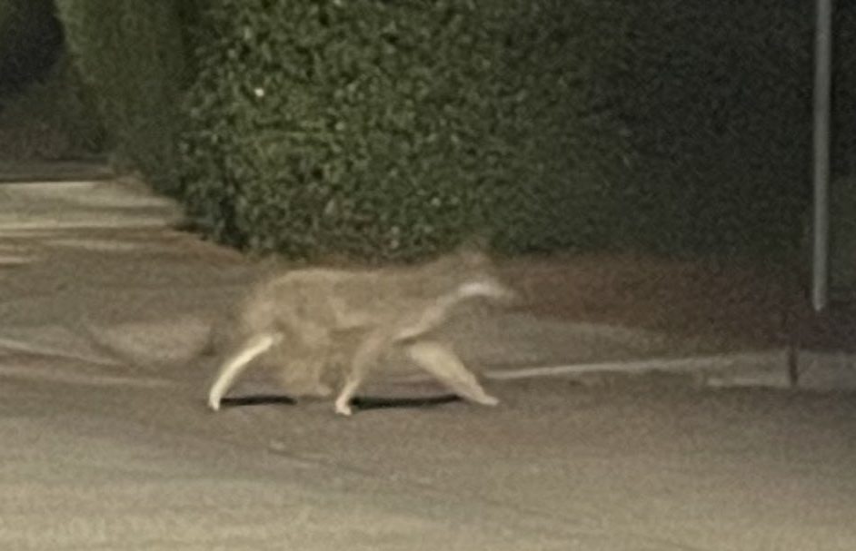 West Seattle Blog… | Coyotes