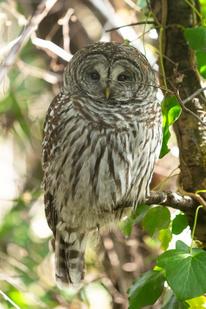 West Seattle Blog…