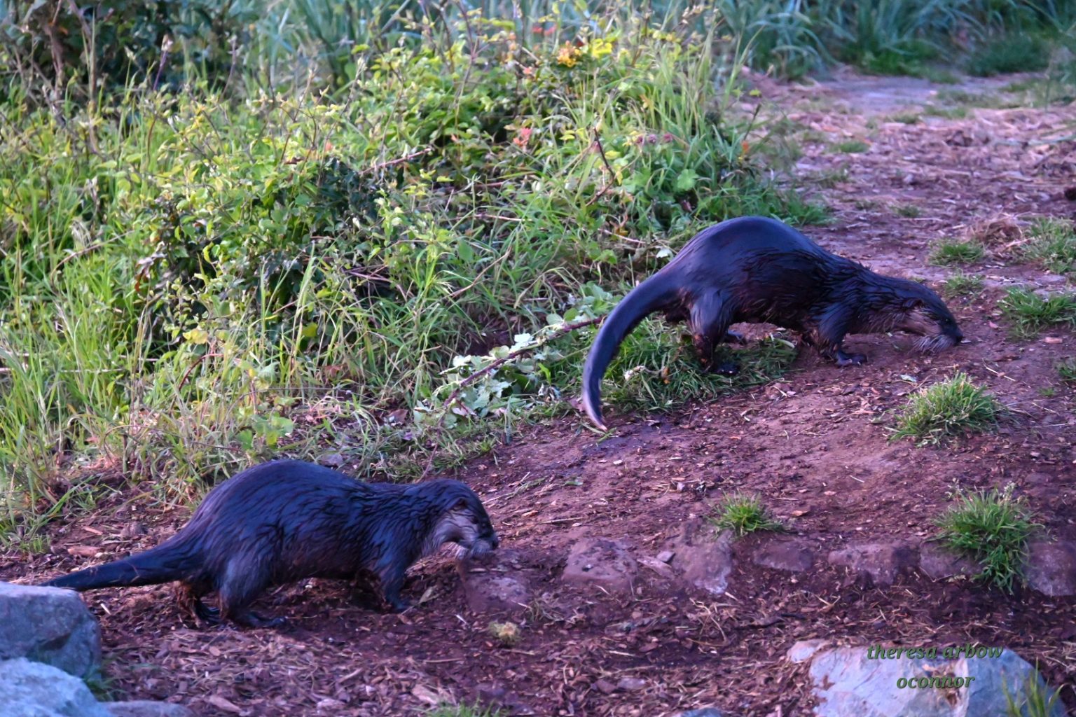 West Seattle Blog… | WEST SEATTLE WILDLIFE: Watch out for otters