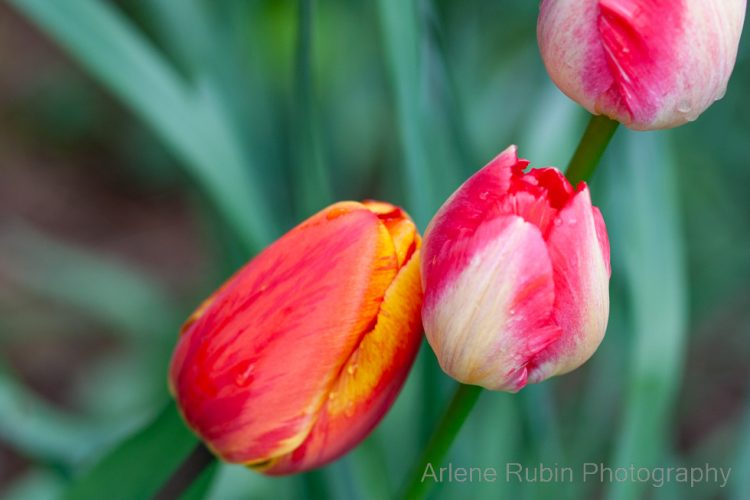 West Seattle Blog…