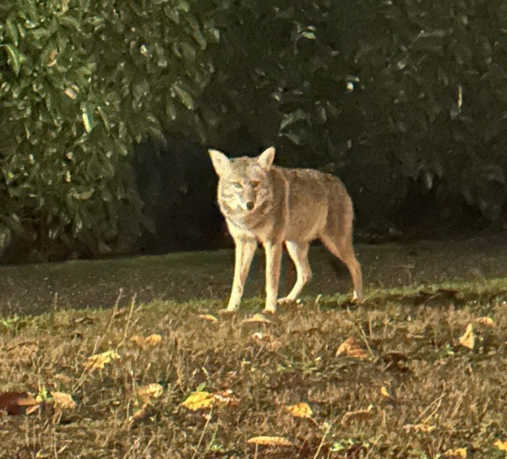 West Seattle Blog… | Coyotes