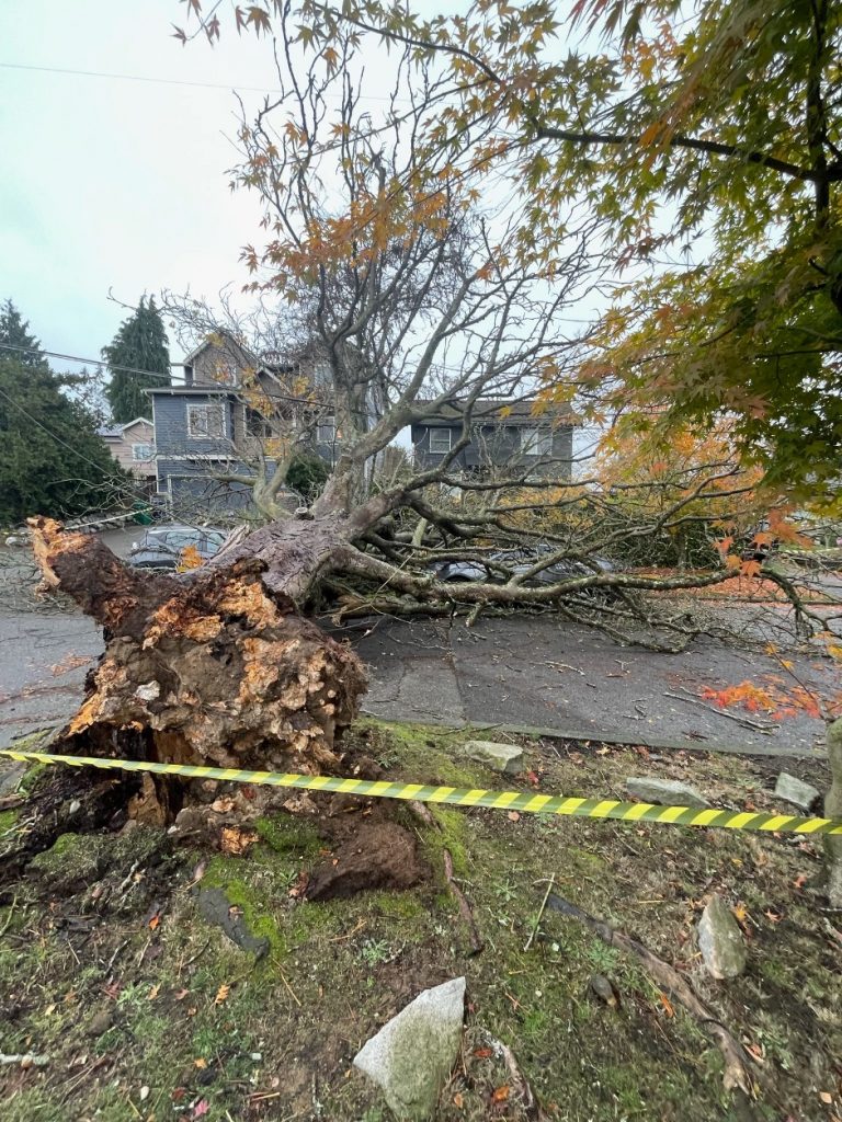 West Seattle Blog… | WINDSTORM AFTERMATH: West Seattle tree trouble and ...