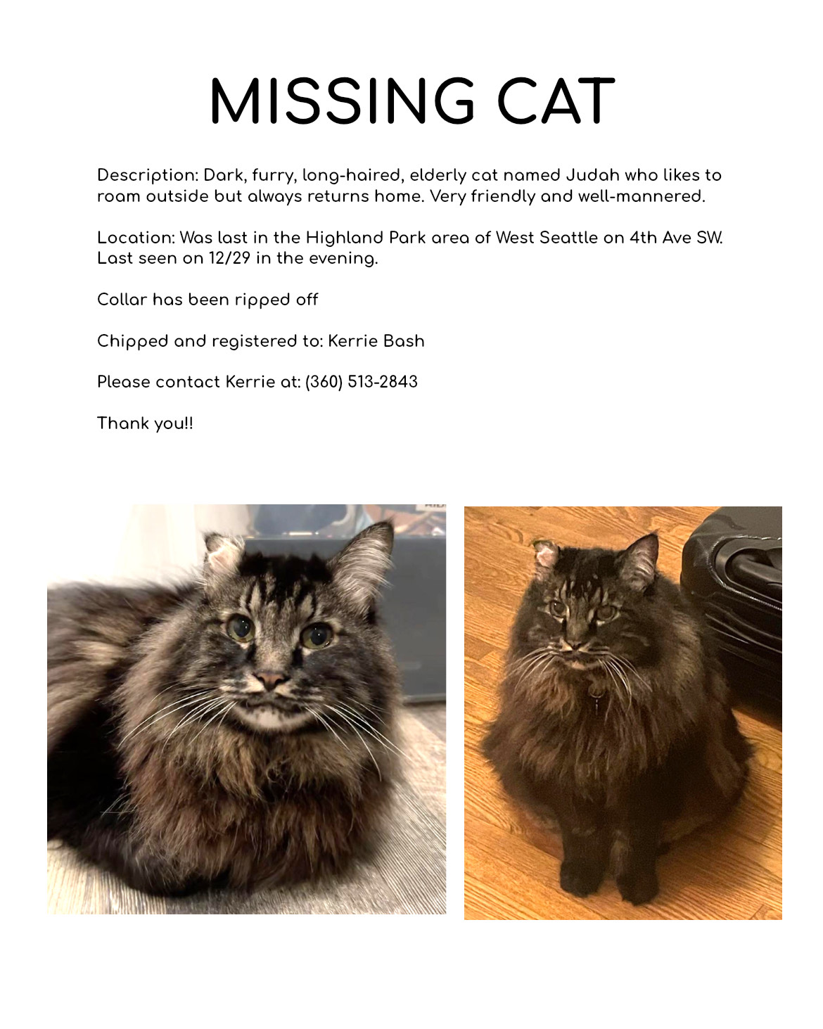 West Seattle Blog… | LOST CAT: Seen Judah?