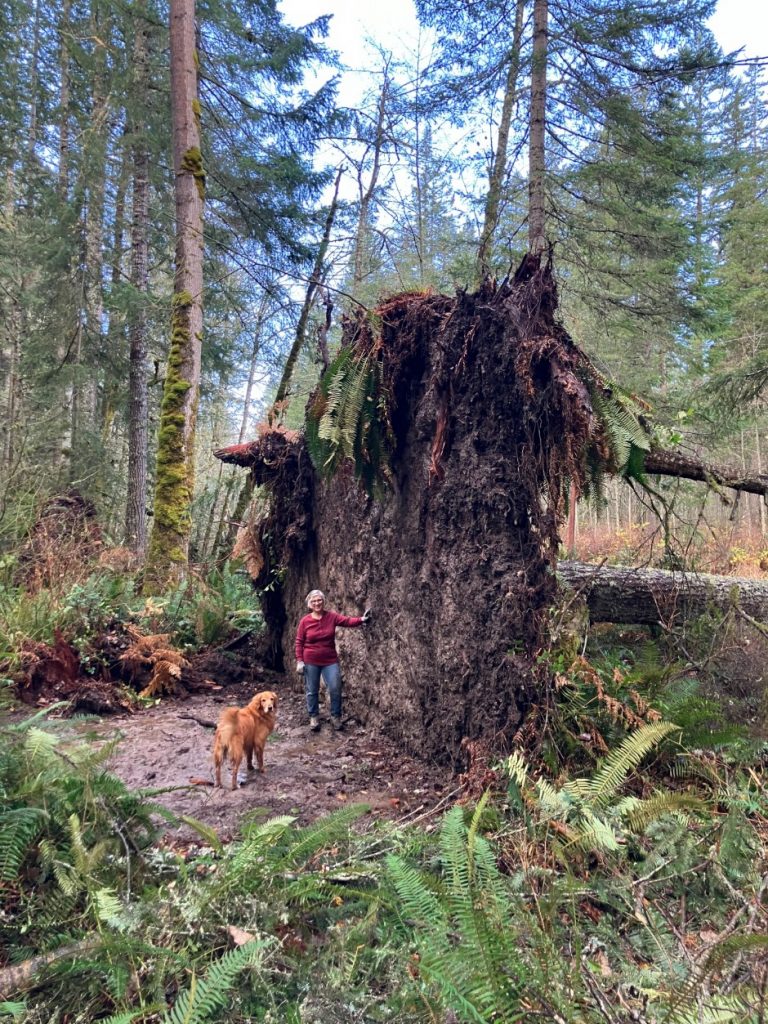 West Seattle Blog… | Tree farmers with deep West Seattle roots win ...