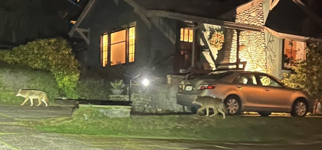 West Seattle Blog… | Coyotes