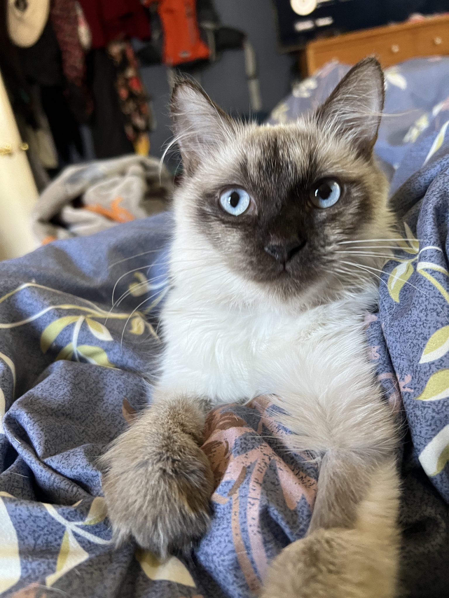 West Seattle Blog… | LOST CAT: Looking for Coco