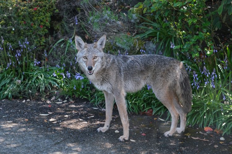 West Seattle Blog… | Coyotes